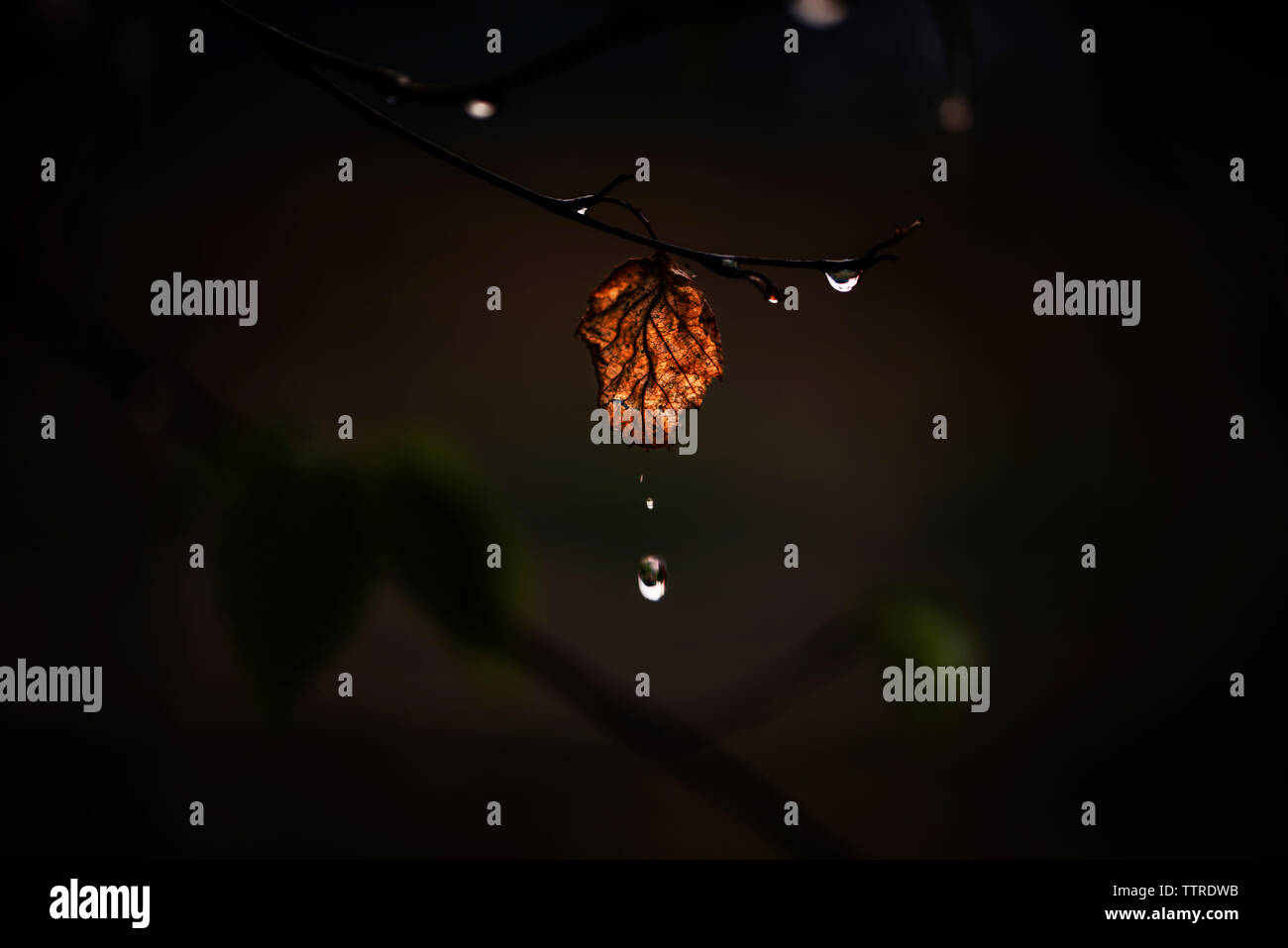 Dripping leaf hi-res stock photography and images - Alamy