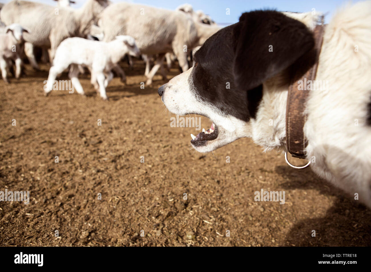 Dog barking while sheep walking on field in farm Stock Photo - Alamy