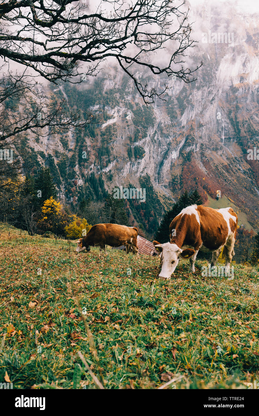 Green grass mountains cows hi-res stock photography and images - Alamy