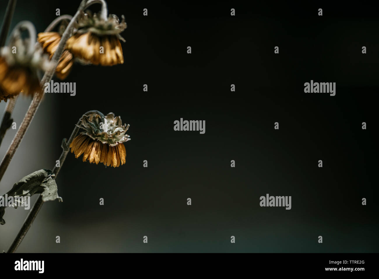 Wilted plants hi-res stock photography and images - Alamy