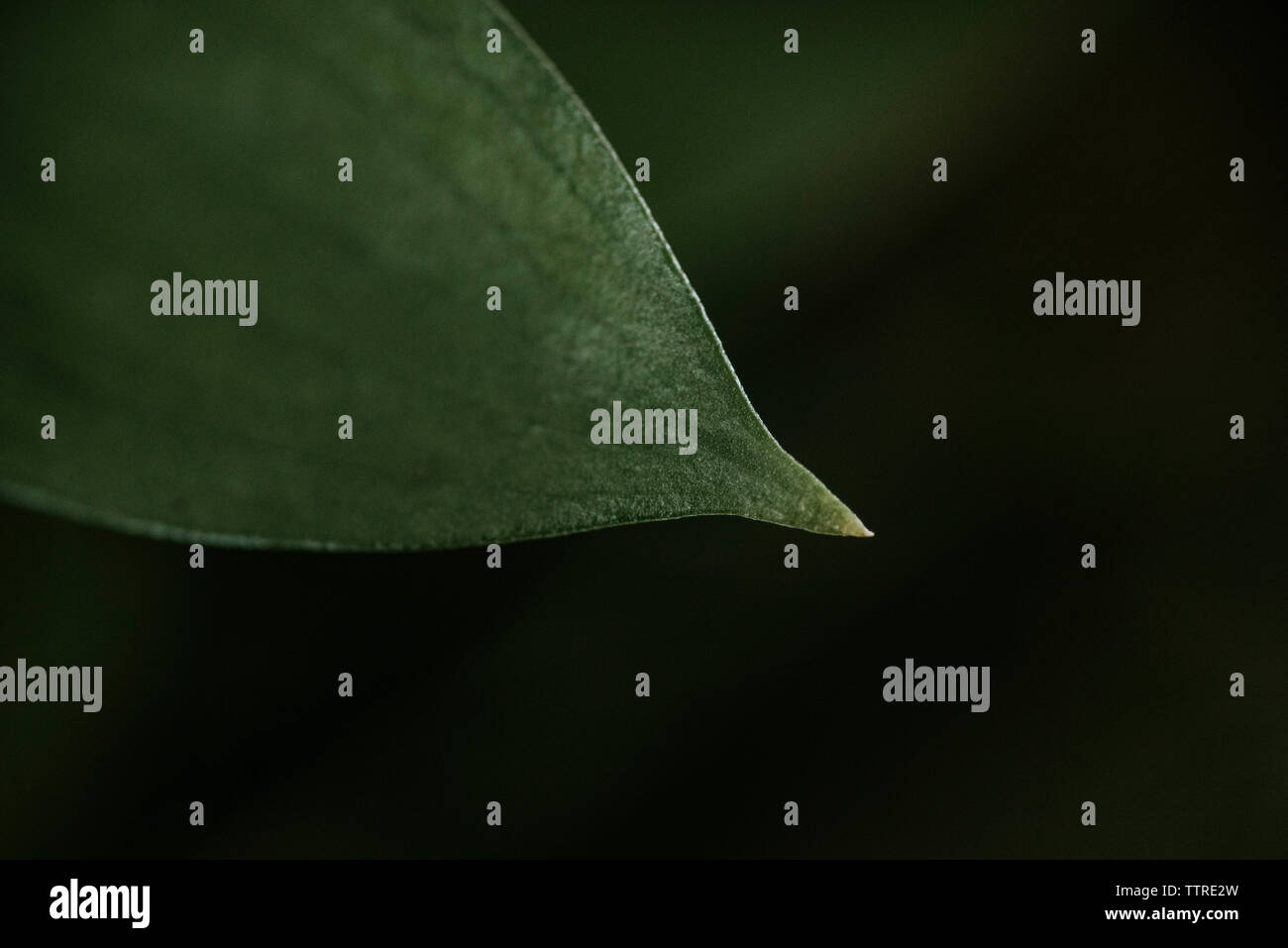 Close up view leaf veins hi-res stock photography and images - Alamy