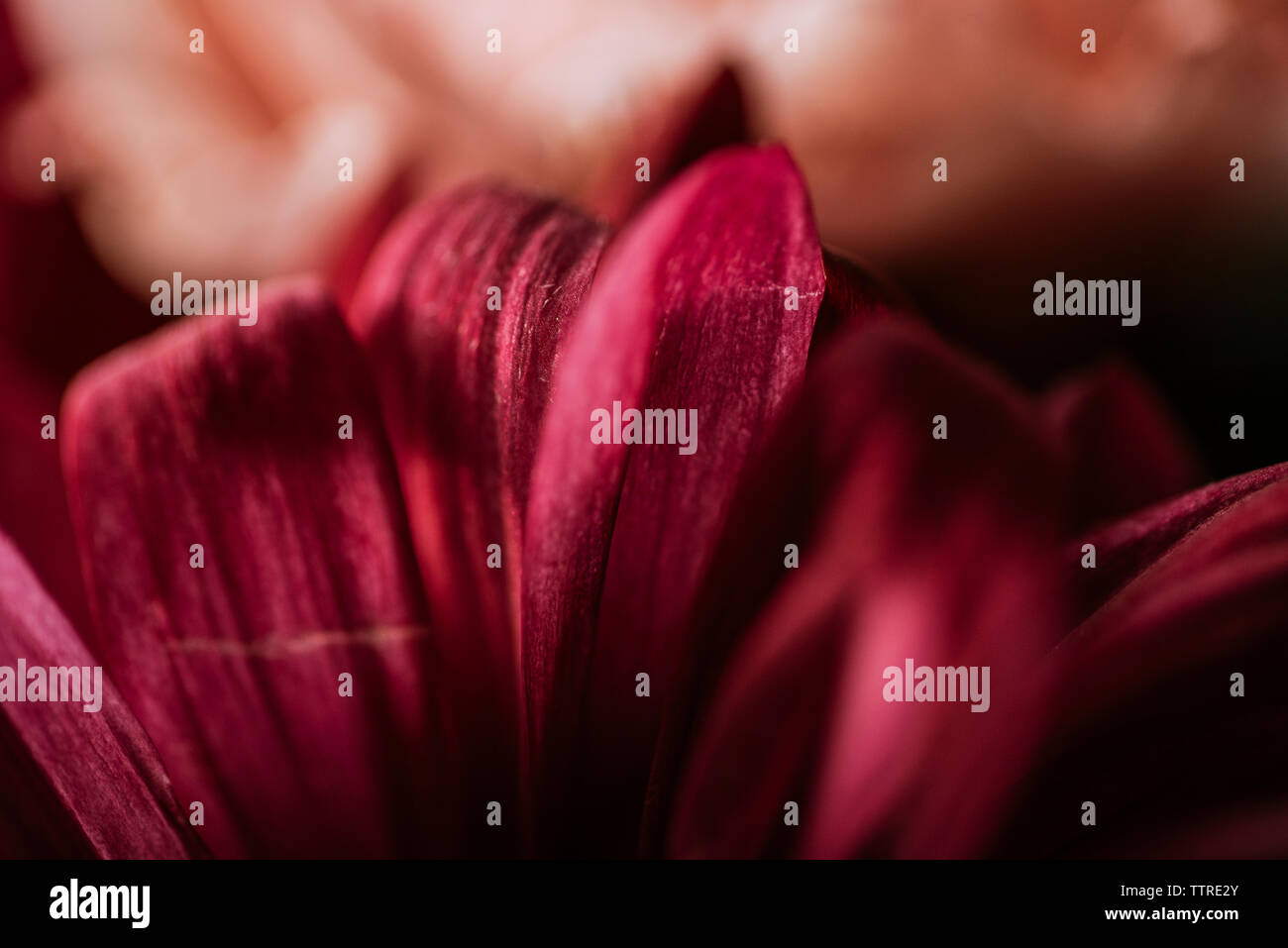 Maroon petals hi-res stock photography and images - Alamy