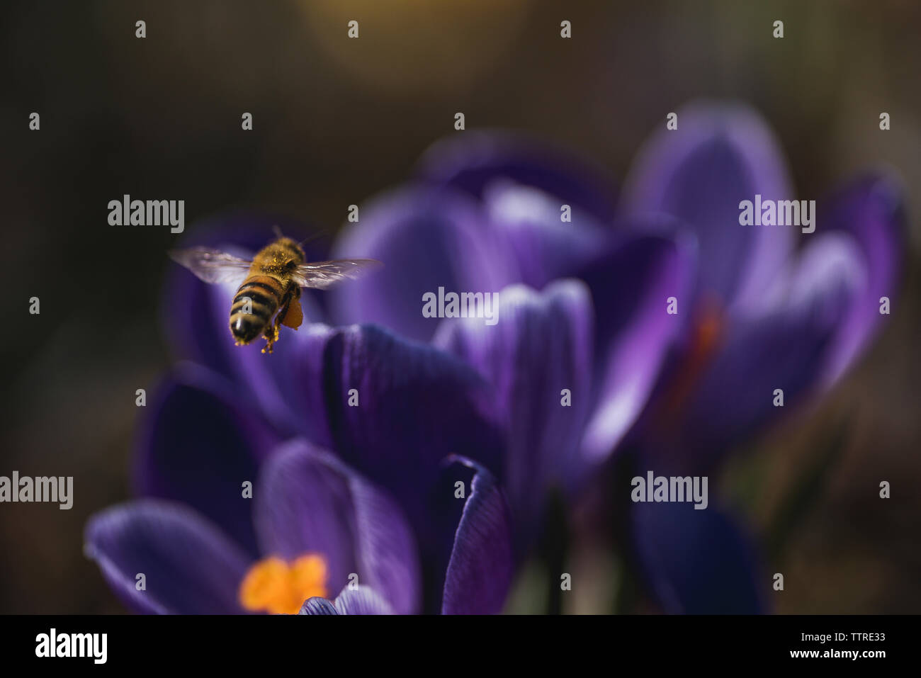Honey bee flying close up hi-res stock photography and images - Alamy
