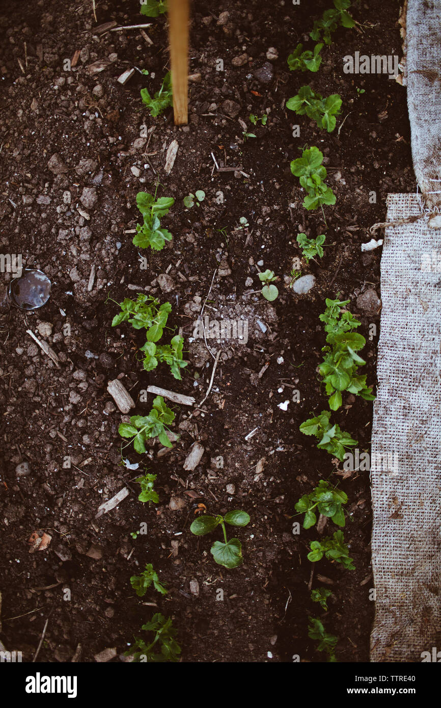 Overhead view of seedlings at community garden Stock Photo - Alamy