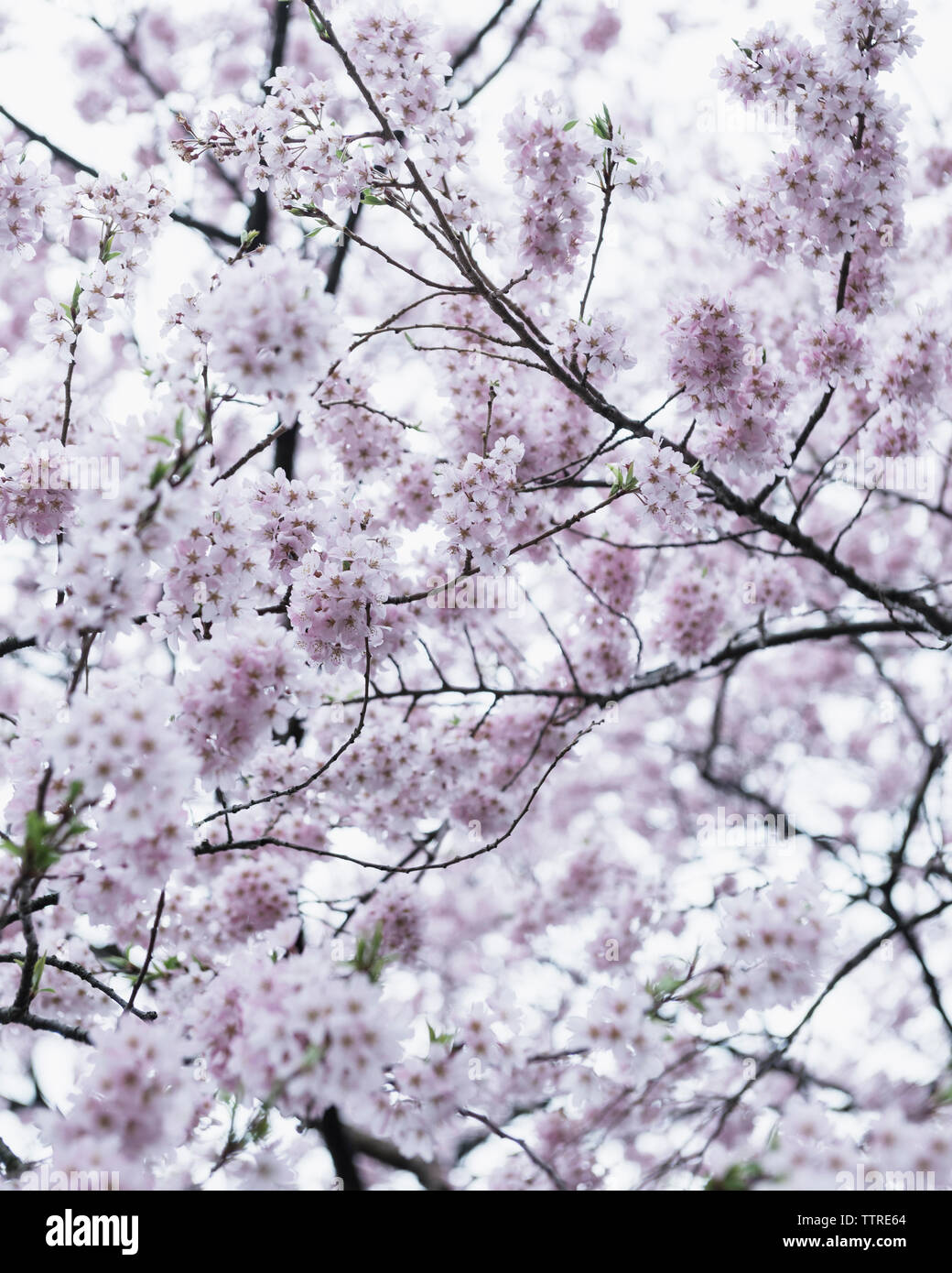 Low angle view of flowering cherry blossom tree Stock Photo - Alamy