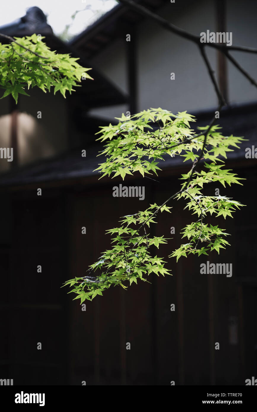 Branches maple tree green leaves hi-res stock photography and images ...