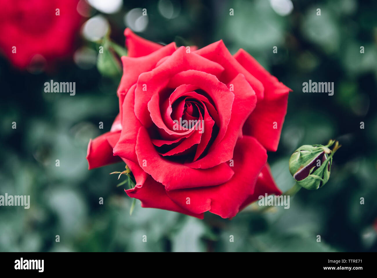 Red rose bud close hi-res stock photography and images - Alamy