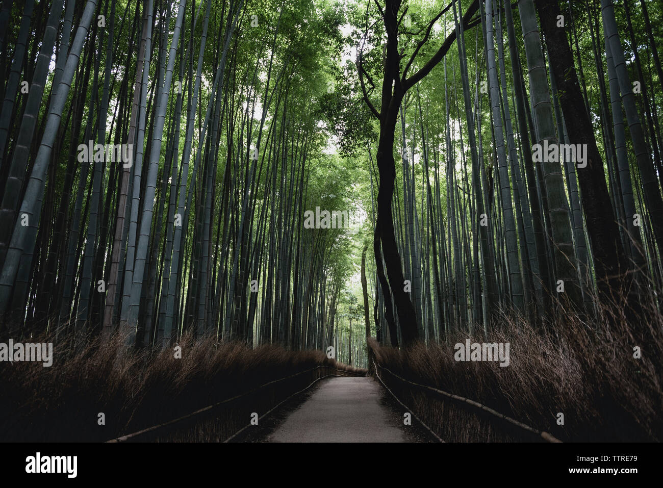 Arashiyama bamboo tree hi-res stock photography and images - Alamy