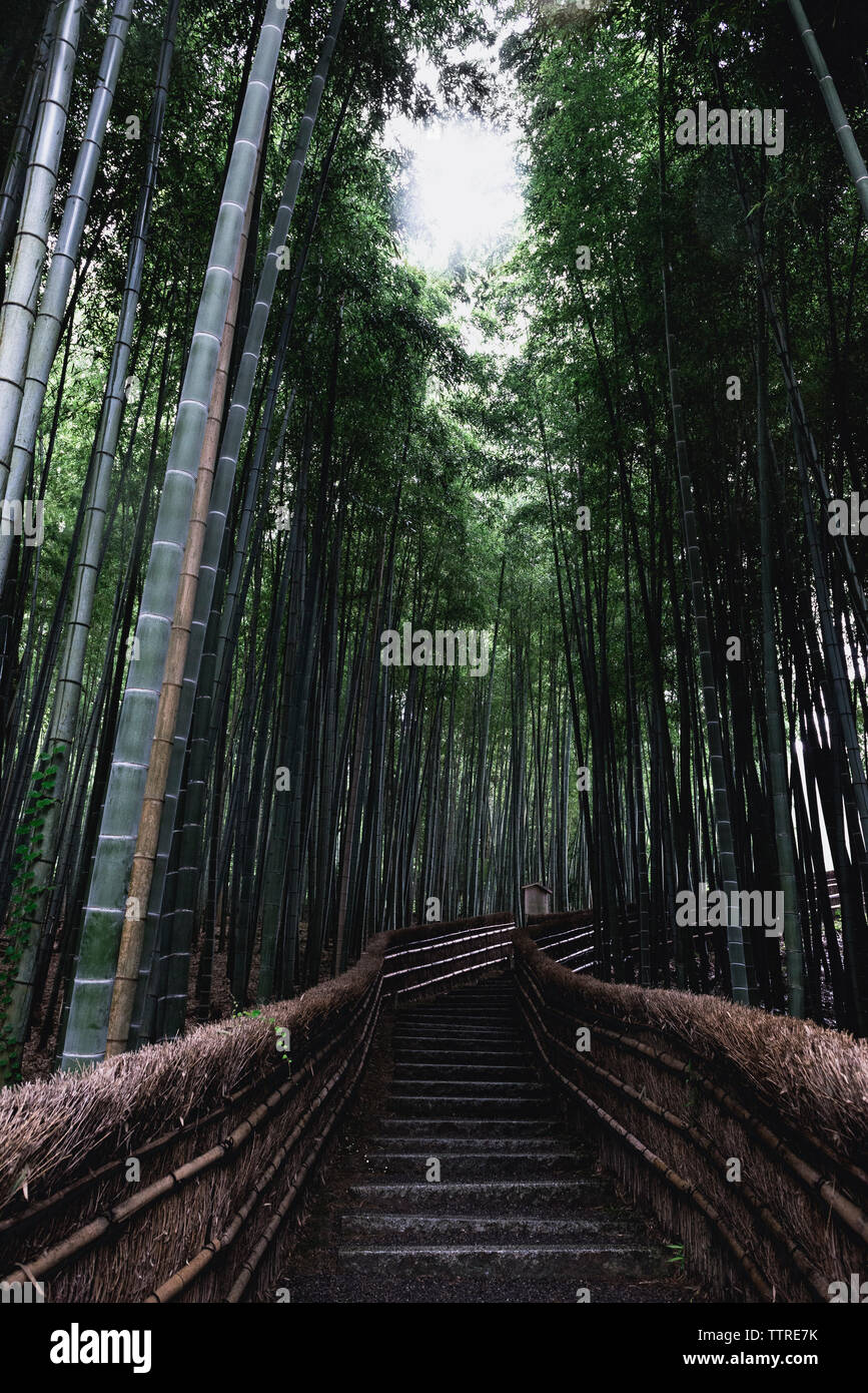 Bamboo groove hi-res stock photography and images - Alamy