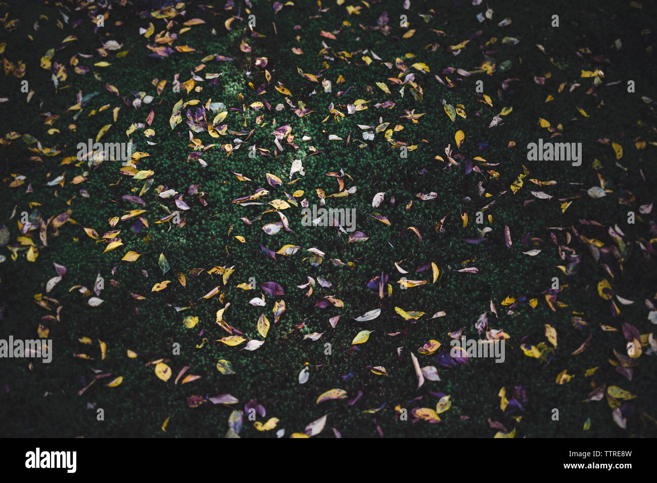 Park overhead view hi-res stock photography and images - Alamy
