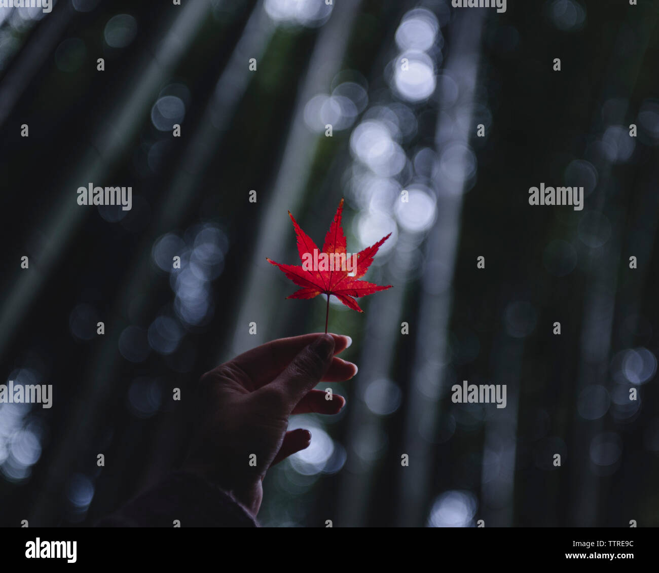 Hand holding maple leaf hi-res stock photography and images - Alamy