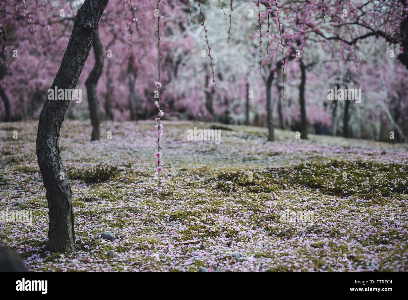 Flowering trees park hi-res stock photography and images - Alamy