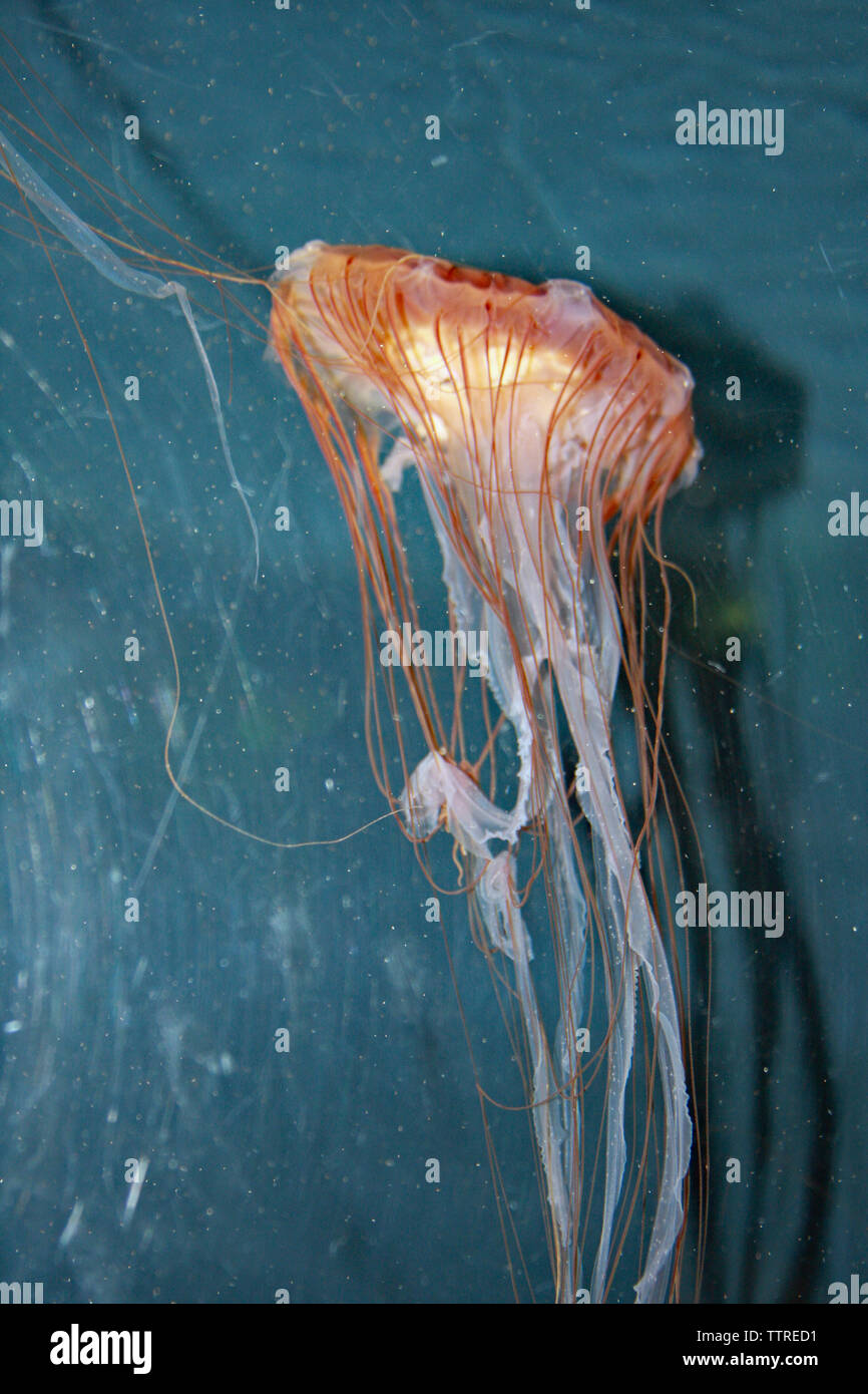 String Jellyfish High Resolution Stock Photography and Images - Alamy