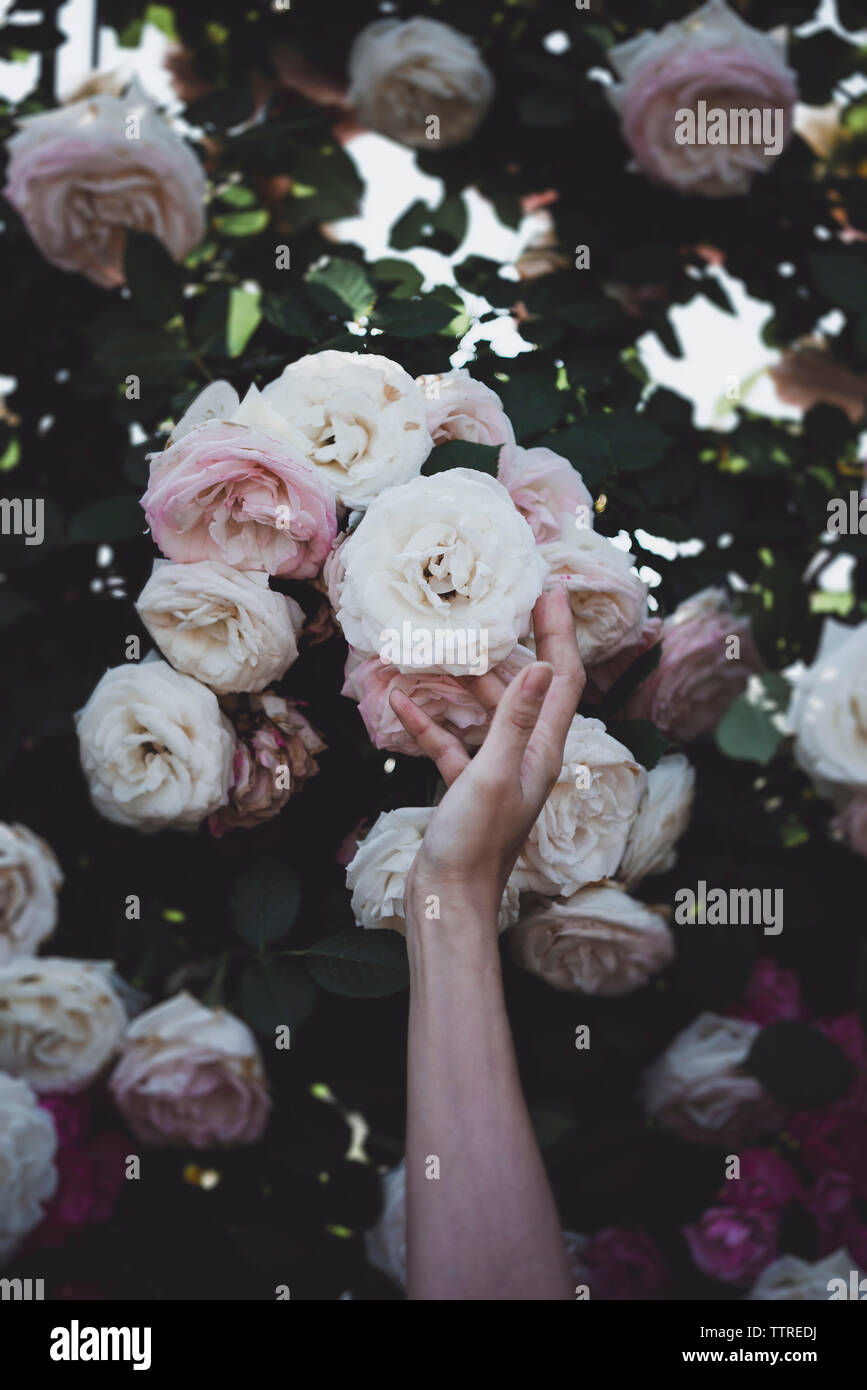 Woman hand touching flowers hi-res stock photography and images - Alamy
