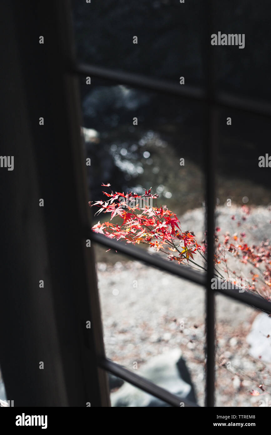 Sunlight through high branches hi-res stock photography and images - Alamy