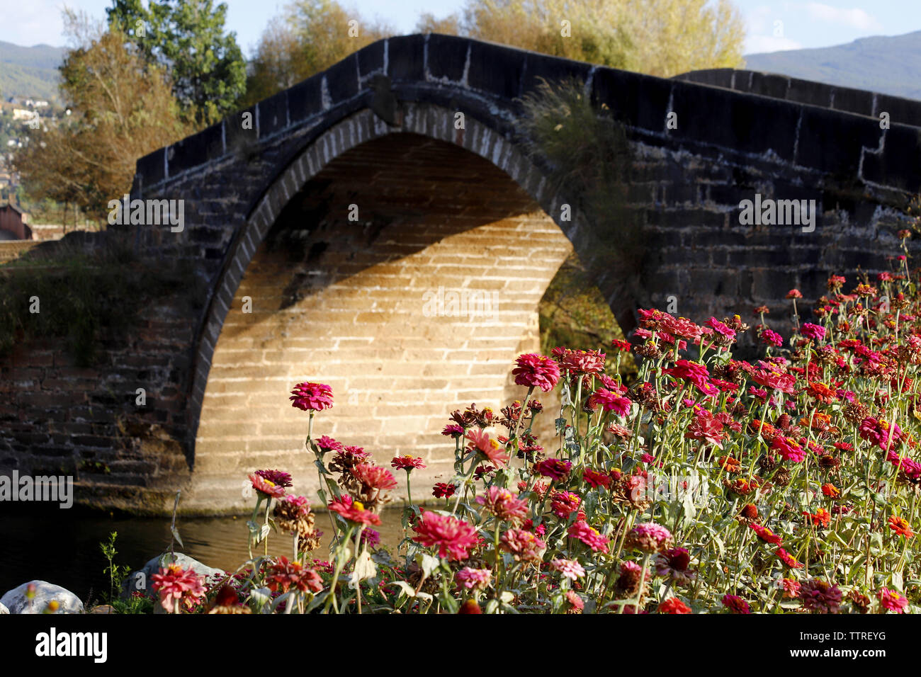 Red flowers, with in the background, an ancient stone bridge on the ...