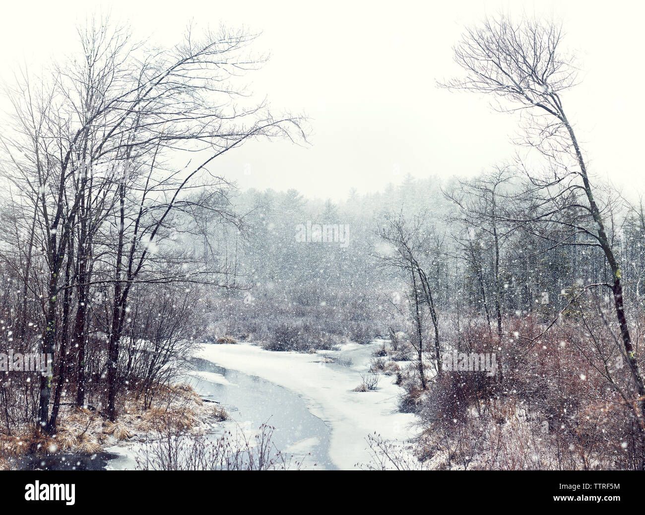 Stream flowing amidst bare trees in forest during snowfall Stock Photo ...