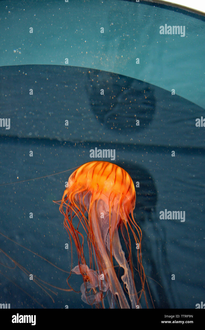 Gelatinous Zooplankton High Resolution Stock Photography and Images - Alamy