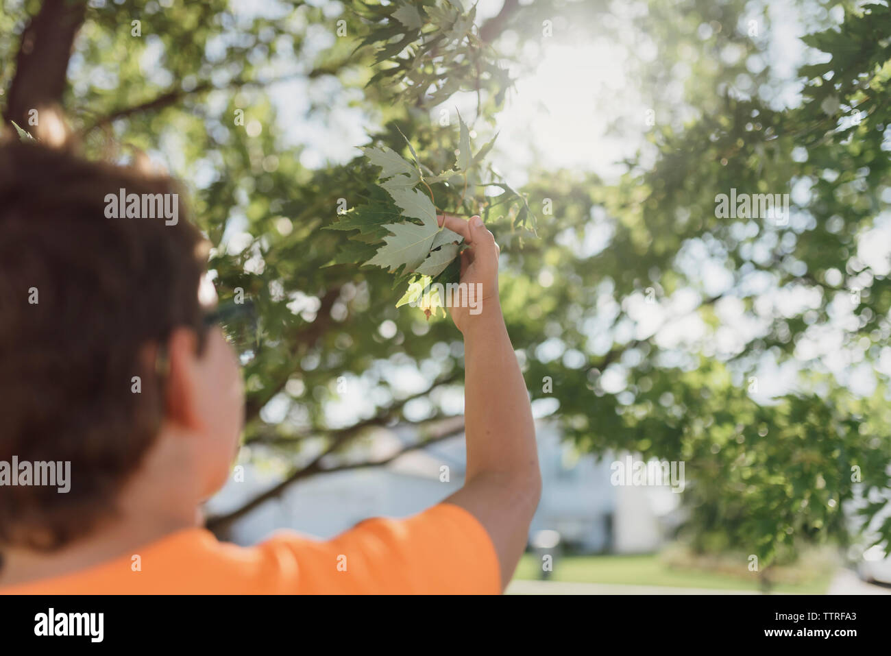 Boy leaves hi-res stock photography and images - Alamy