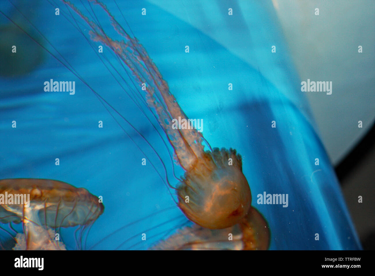 String Jellyfish High Resolution Stock Photography and Images - Alamy