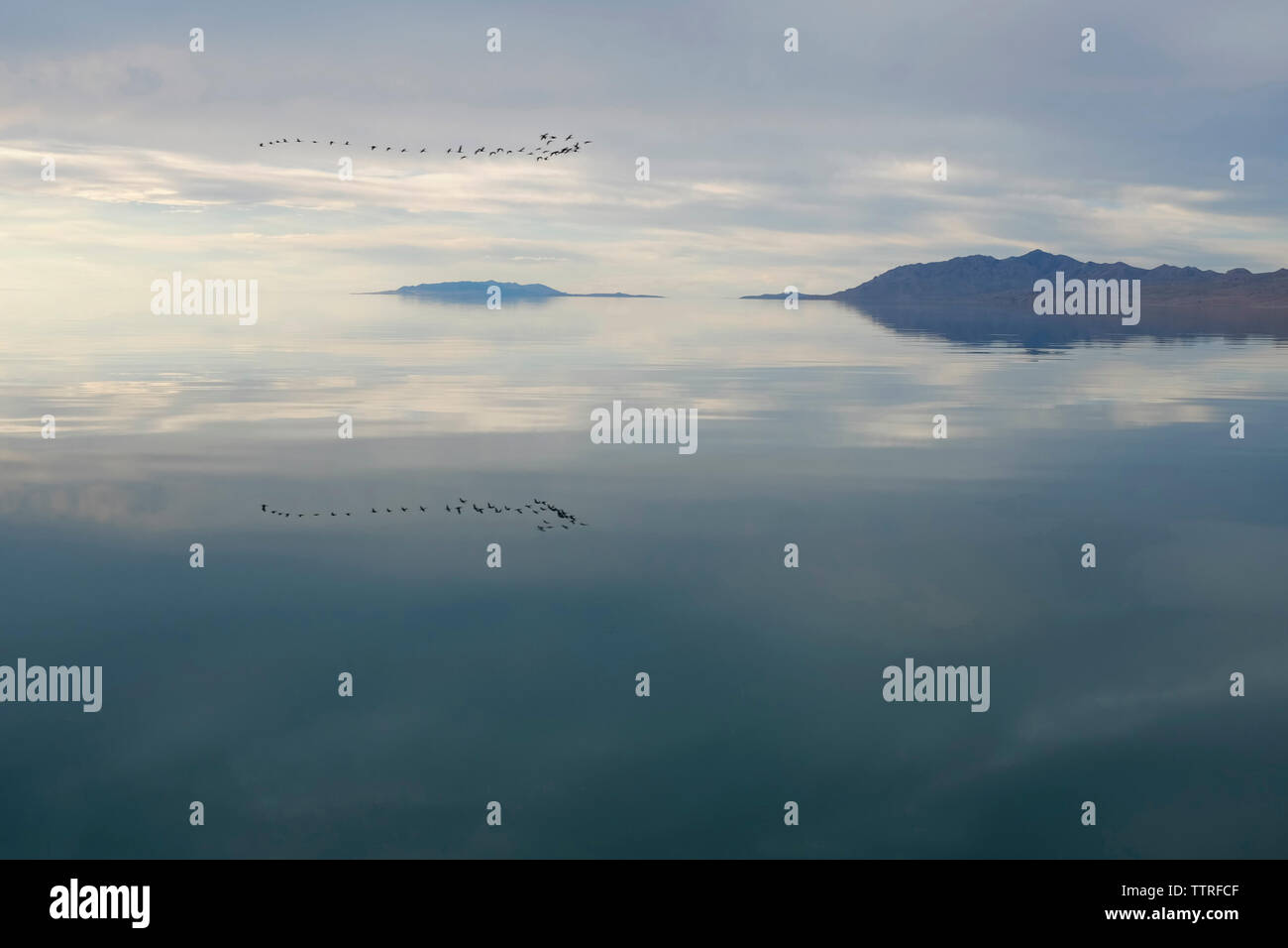 Reflection animals hi-res stock photography and images - Alamy