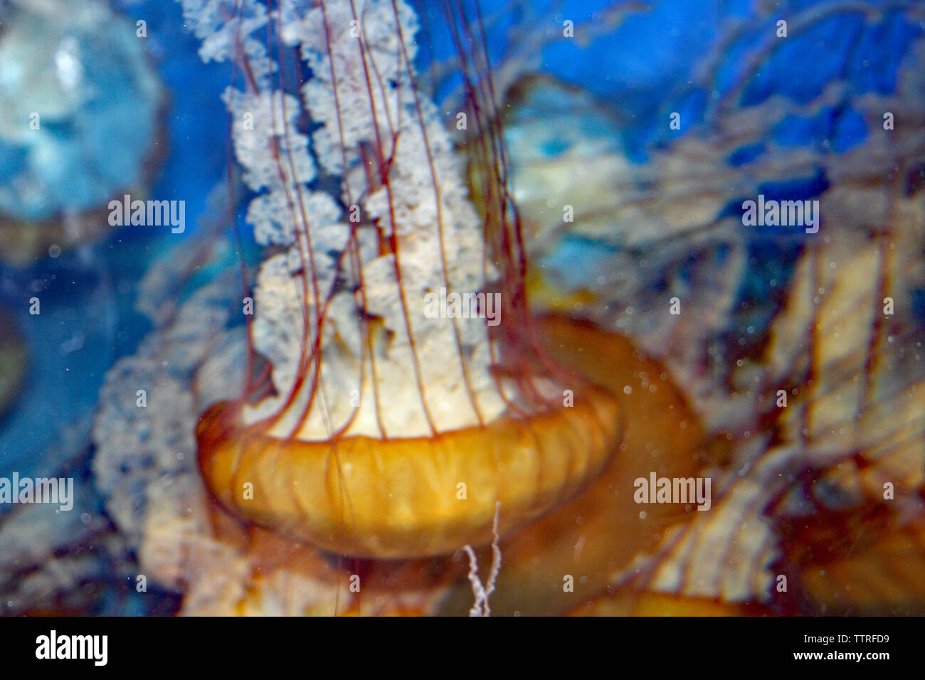 Predatory comb jelly hi-res stock photography and images - Alamy