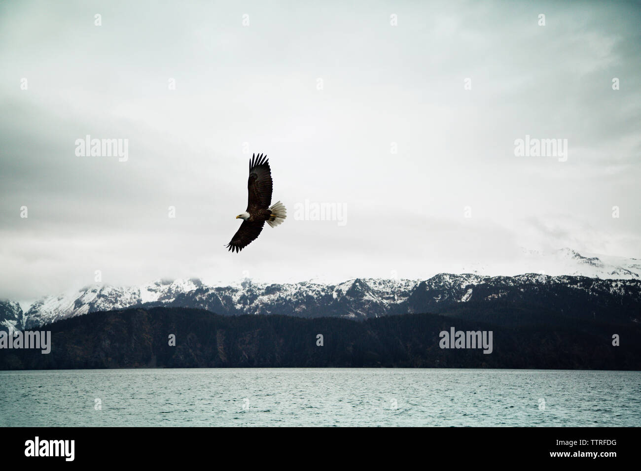 Bald eagle flying over water hi-res stock photography and images - Alamy