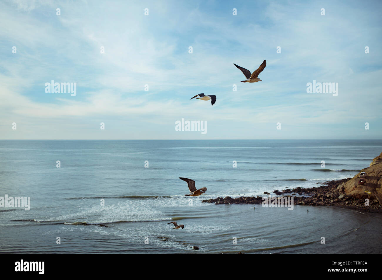 Birds flying above sea hi-res stock photography and images - Alamy