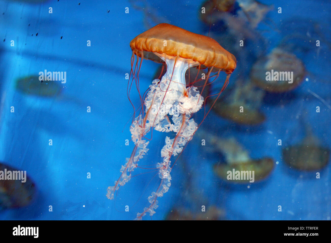 String Jellyfish High Resolution Stock Photography and Images - Alamy