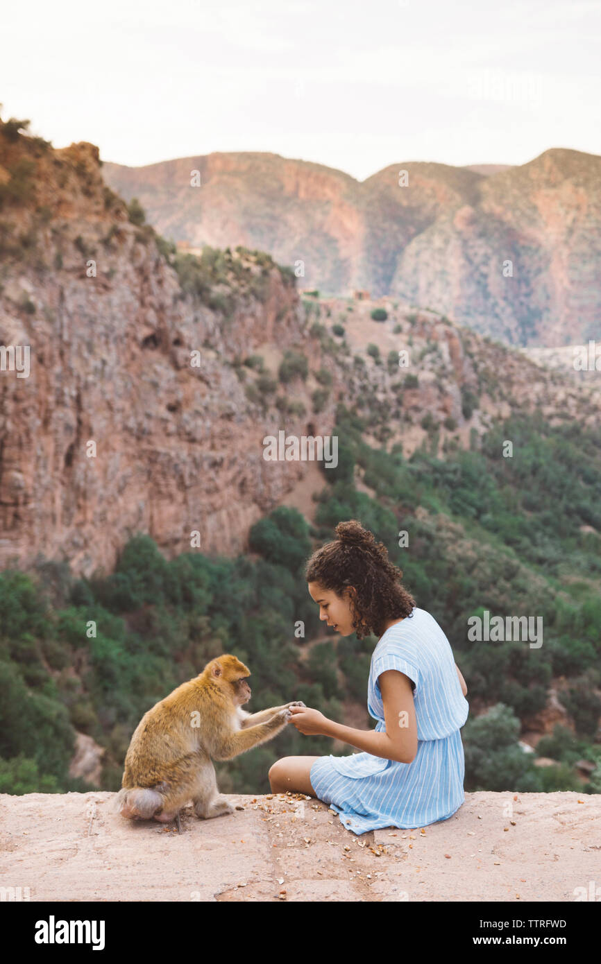 Monkey side view hi-res stock photography and images - Alamy