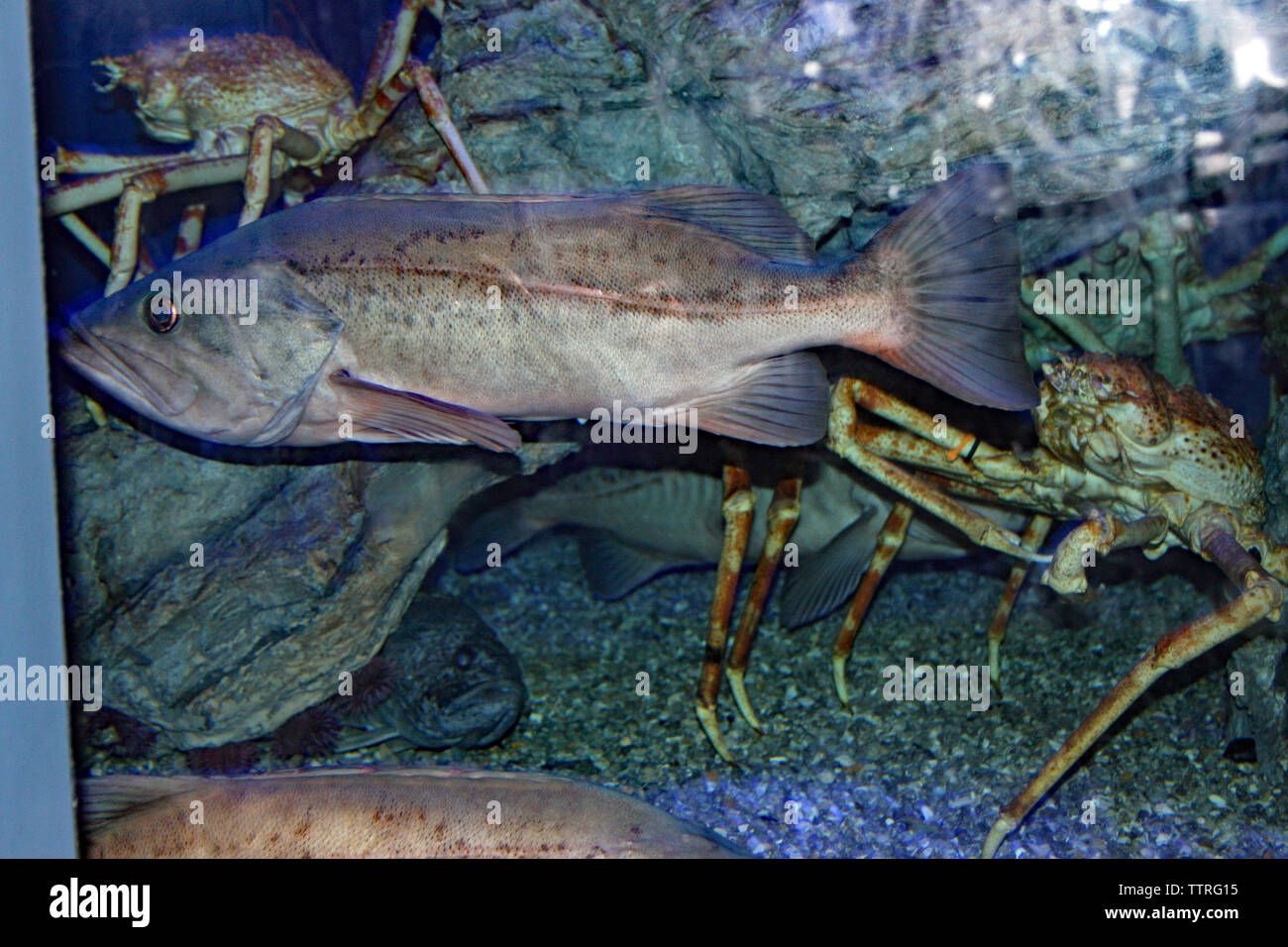 Fish and Crab Stock Photo - Alamy