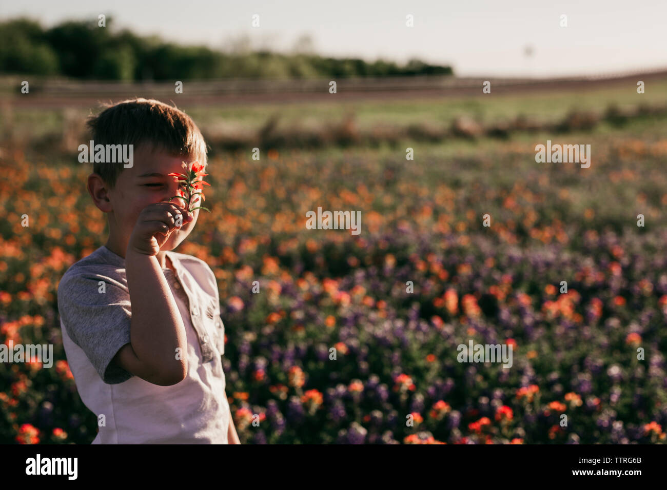 Boy holding flower against face while standing on field Stock Photo - Alamy