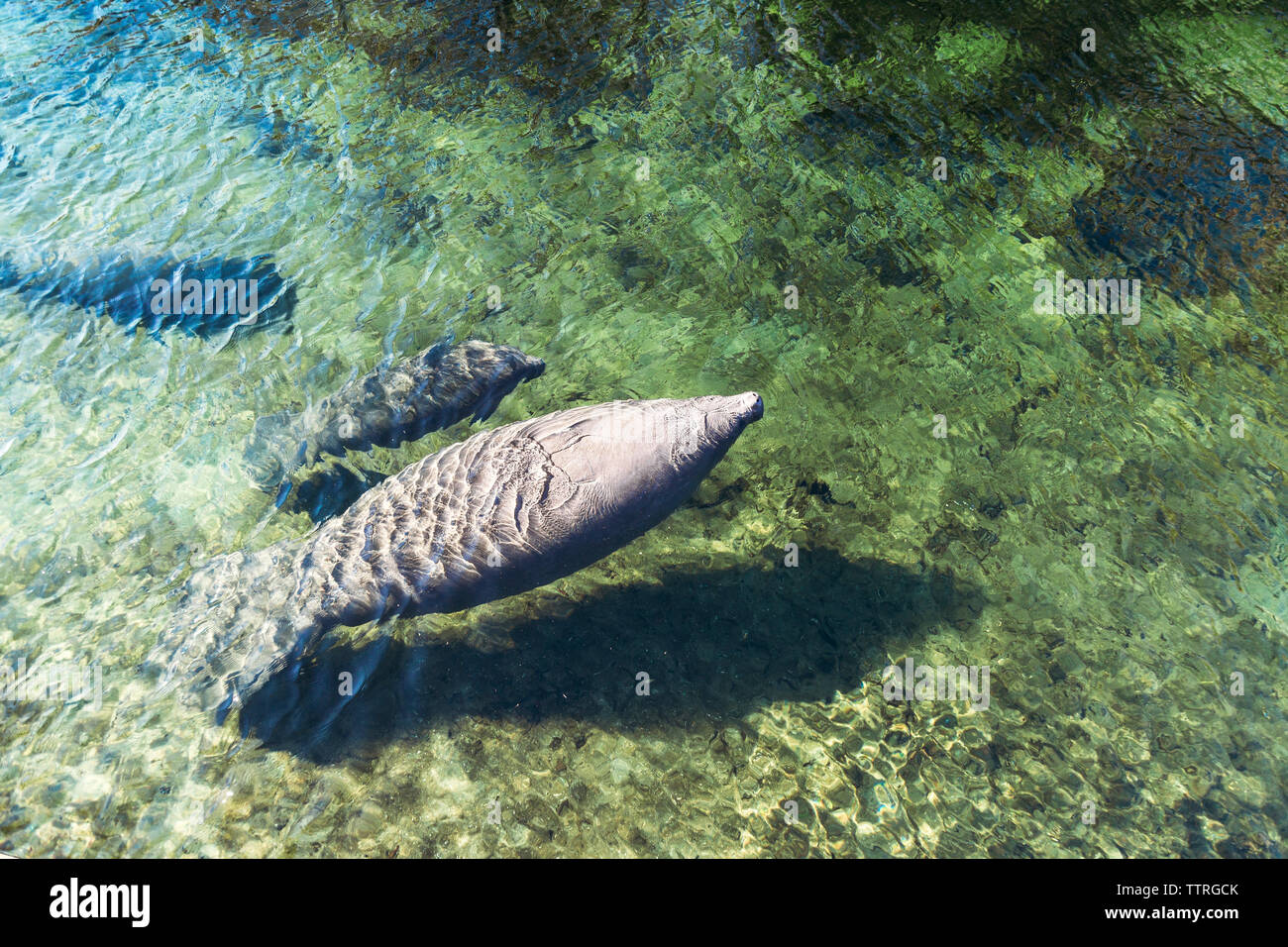 The manatees hi-res stock photography and images - Alamy