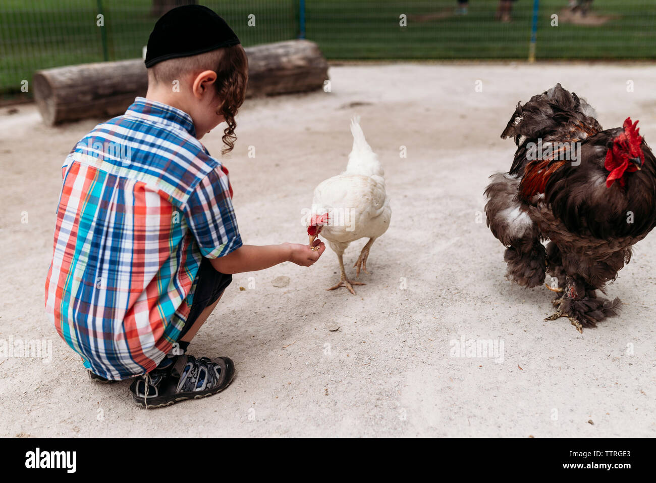 Full length of boy feeding hen while crouching at farm Stock Photo - Alamy