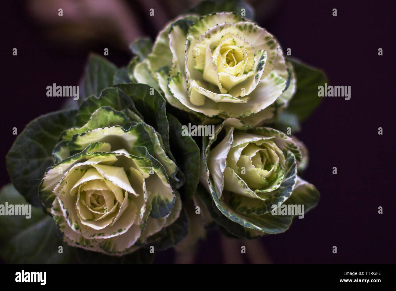 Overhead view of white roses blooming outdoors Stock Photo - Alamy