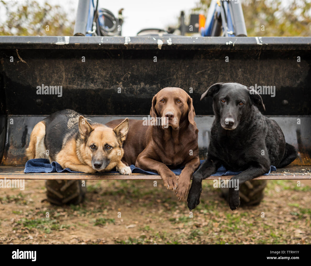 Portrait of dogs sitting on bulldozer blade Stock Photo - Alamy
