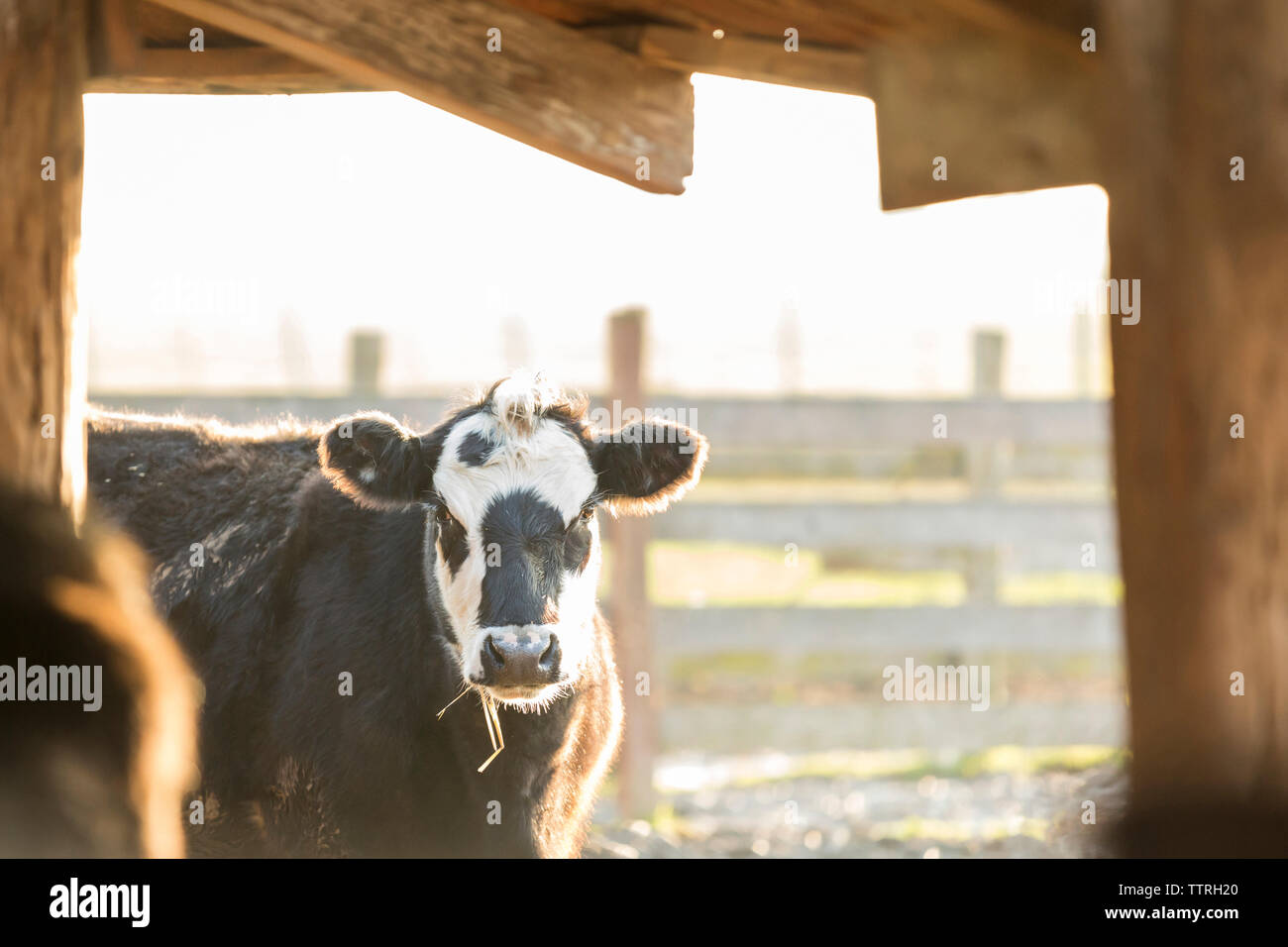 Cow In Shed High Resolution Stock Photography and Images - Alamy