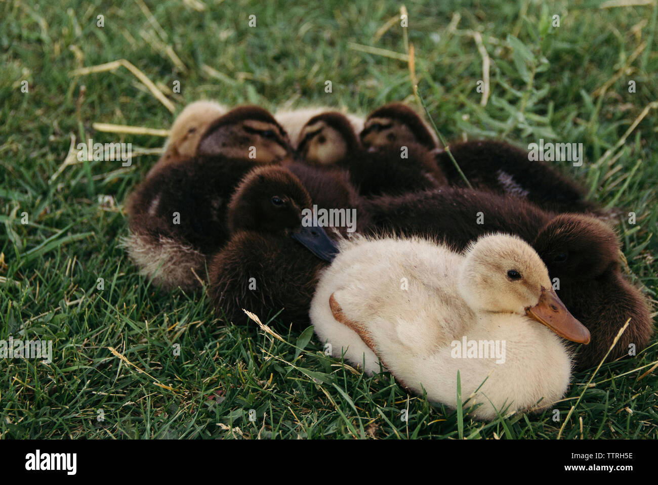 Ducklings grass hi-res stock photography and images - Alamy