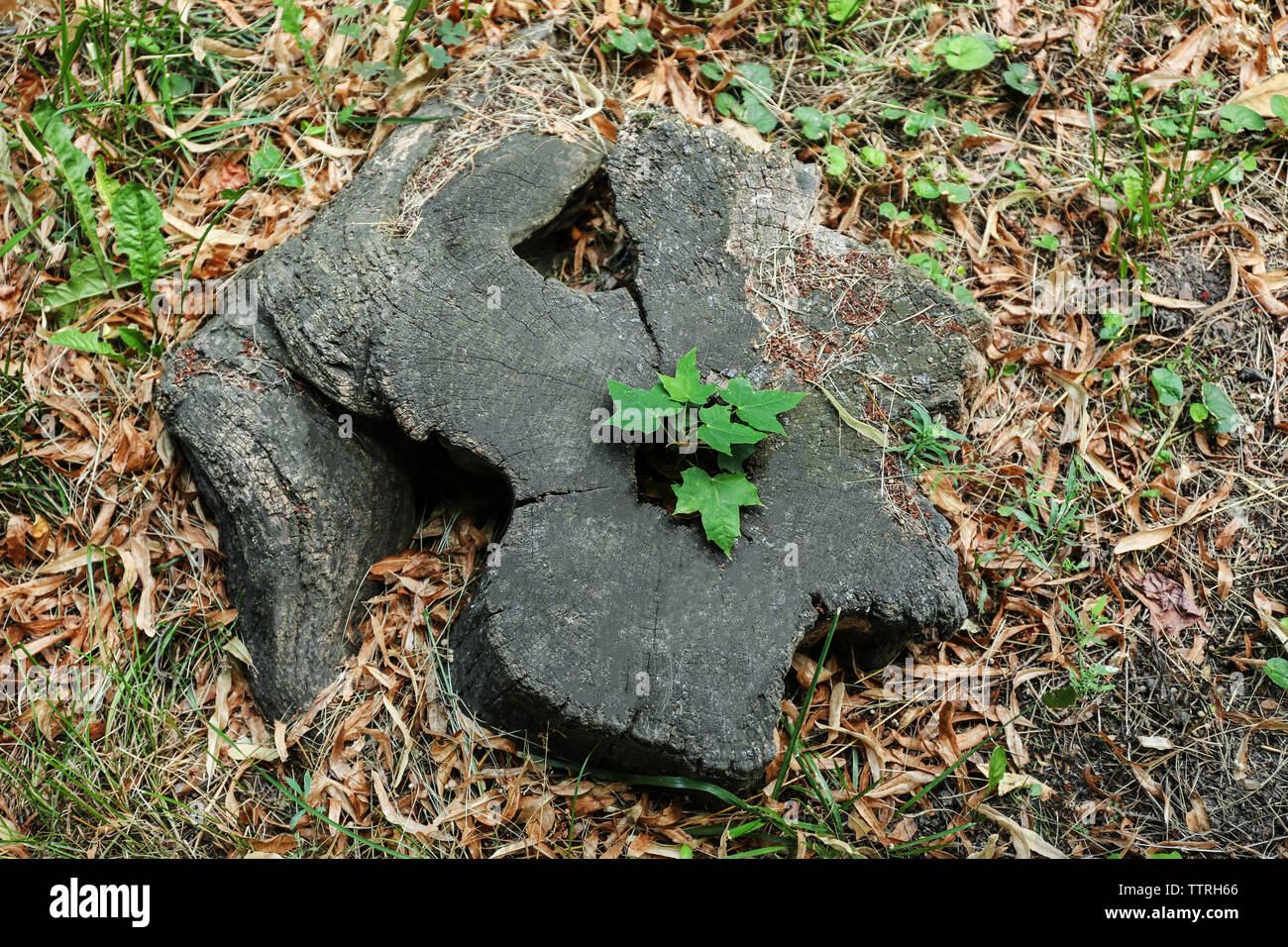 Tree trunk cross section on street Stock Photo - Alamy