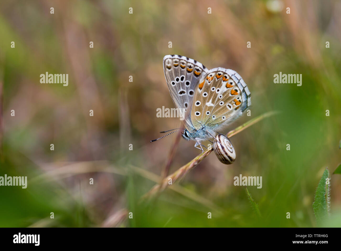 The butterfly and the snail hi-res stock photography and images - Alamy