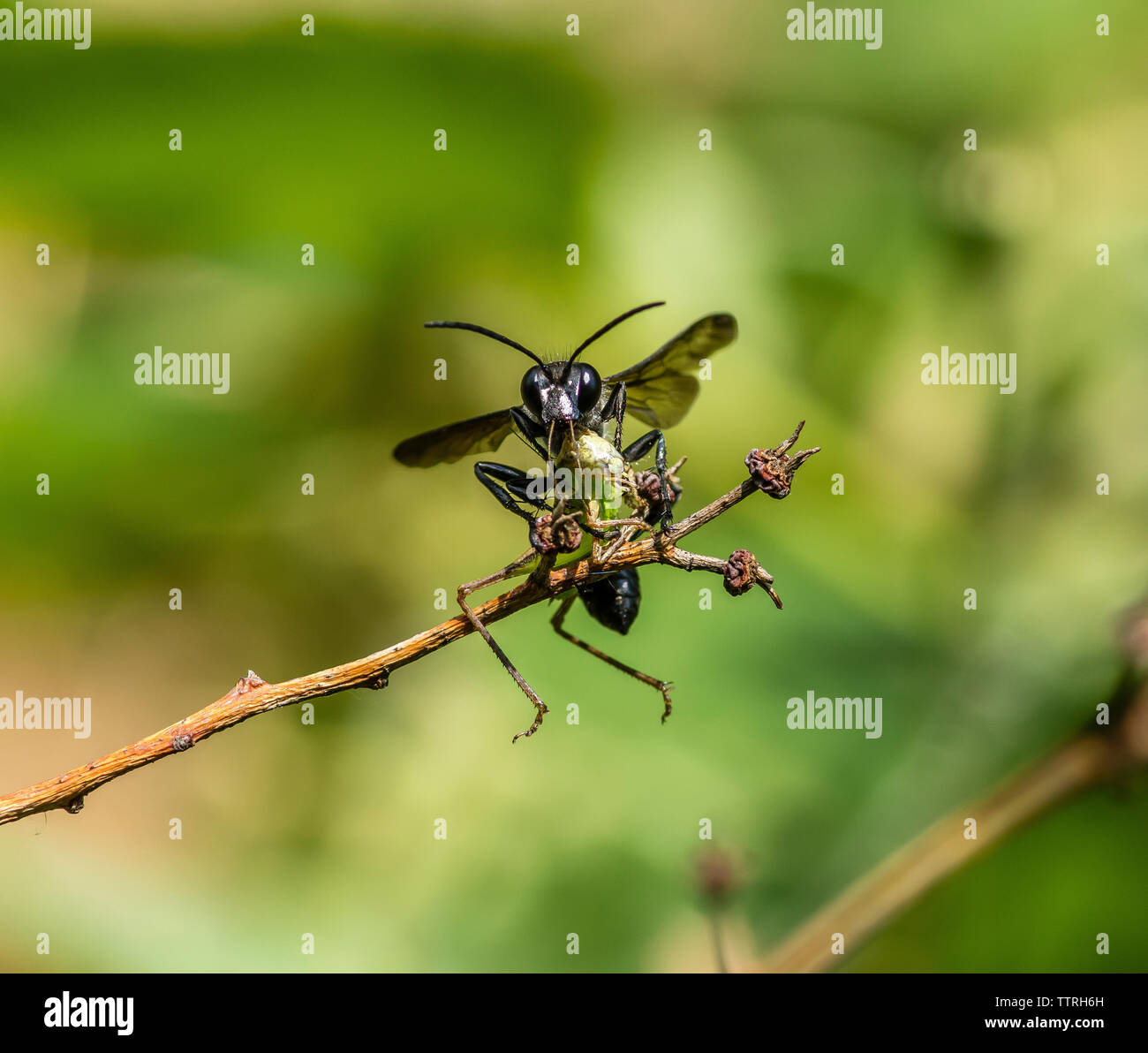 Insect plant hi-res stock photography and images - Alamy