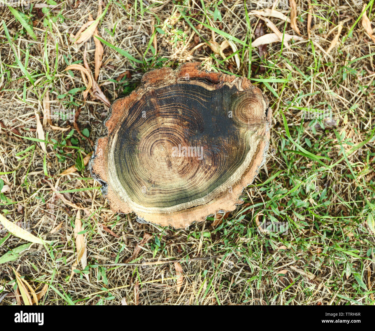 Soil round cross section hi-res stock photography and images - Alamy