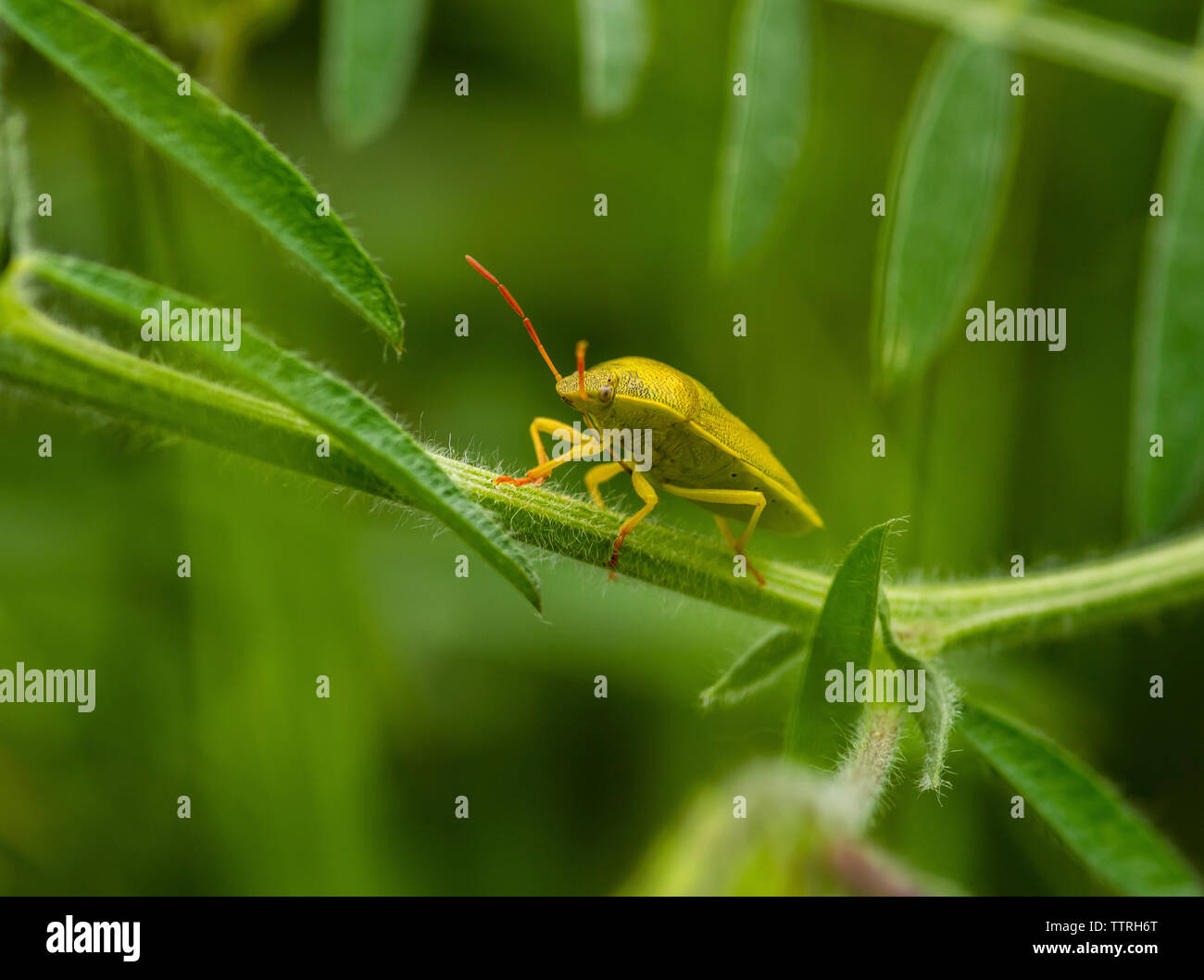 Insect plant hi-res stock photography and images - Alamy
