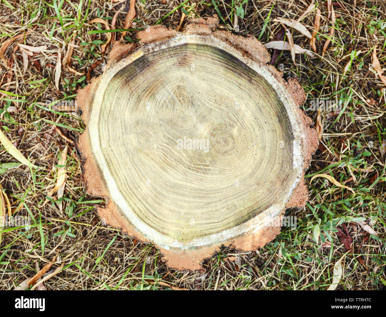 Tree trunk cross section on street Stock Photo - Alamy