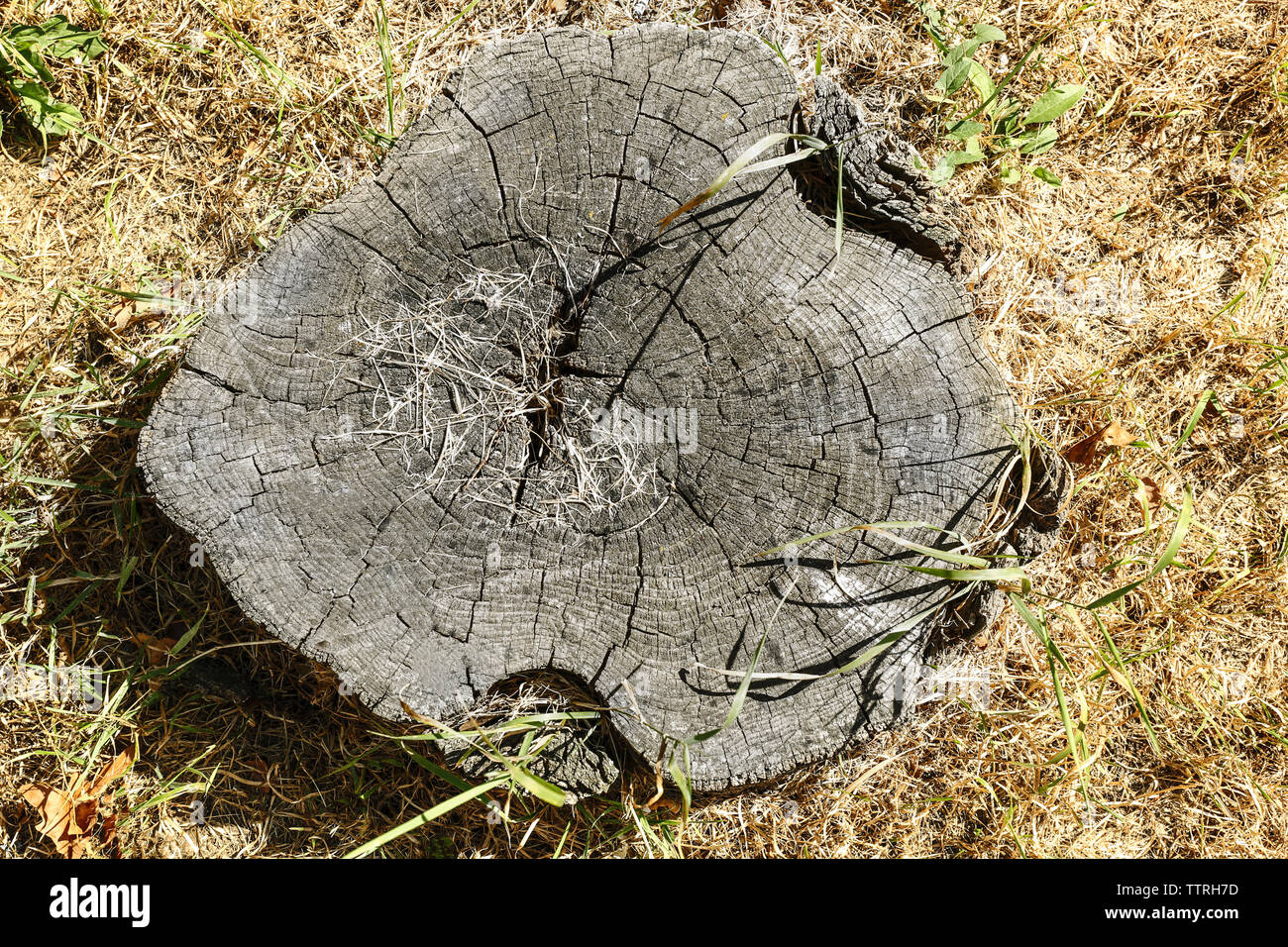 Tree trunk cross section on street Stock Photo - Alamy
