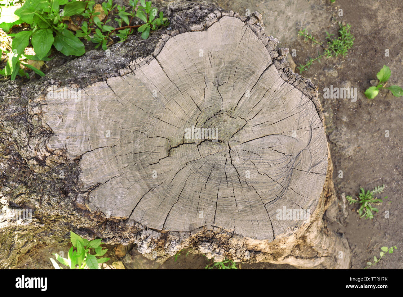 Soil round cross section hi-res stock photography and images - Alamy