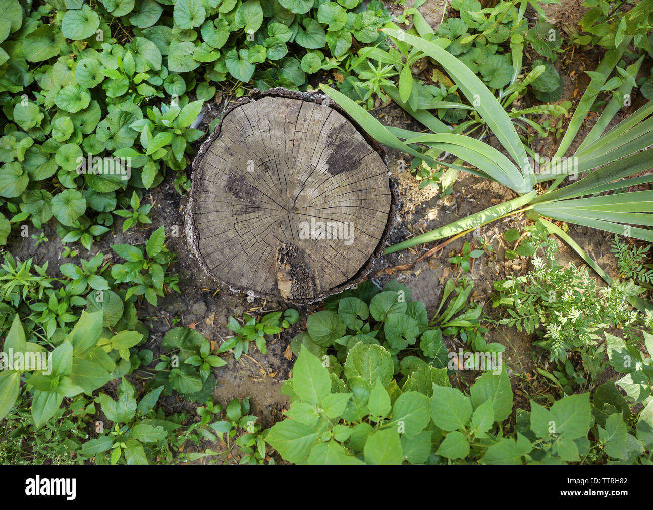 Tree trunk cross section on street Stock Photo - Alamy