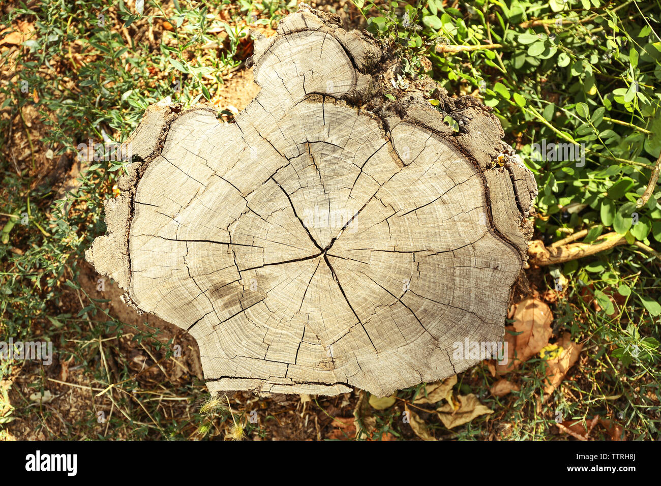 Tree trunk cross section on street Stock Photo - Alamy