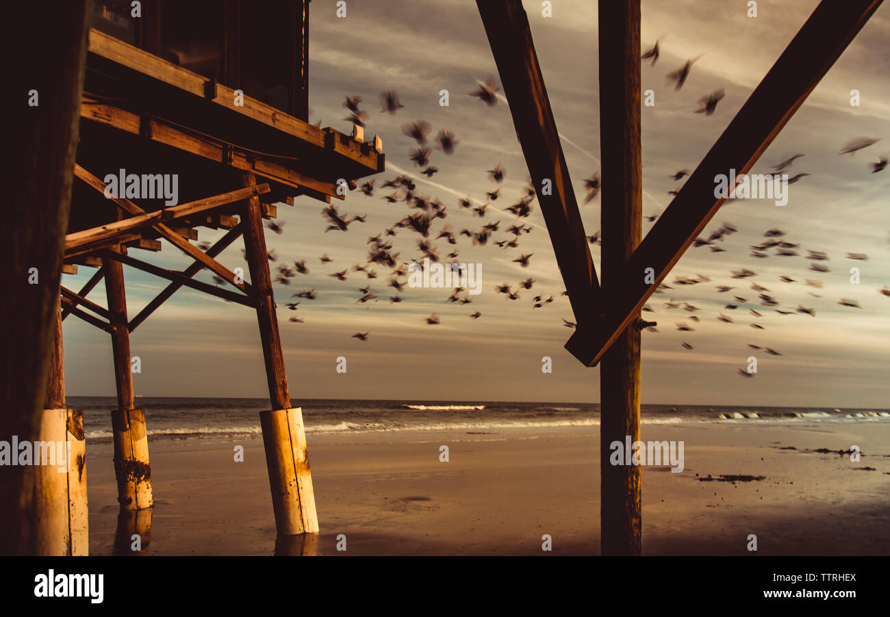 Birds sky dusk hi-res stock photography and images - Alamy