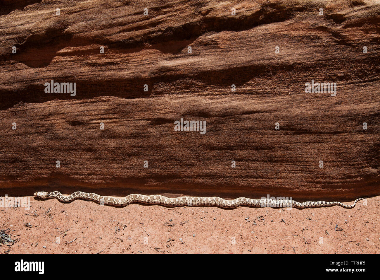 Crawling snake hi-res stock photography and images - Alamy